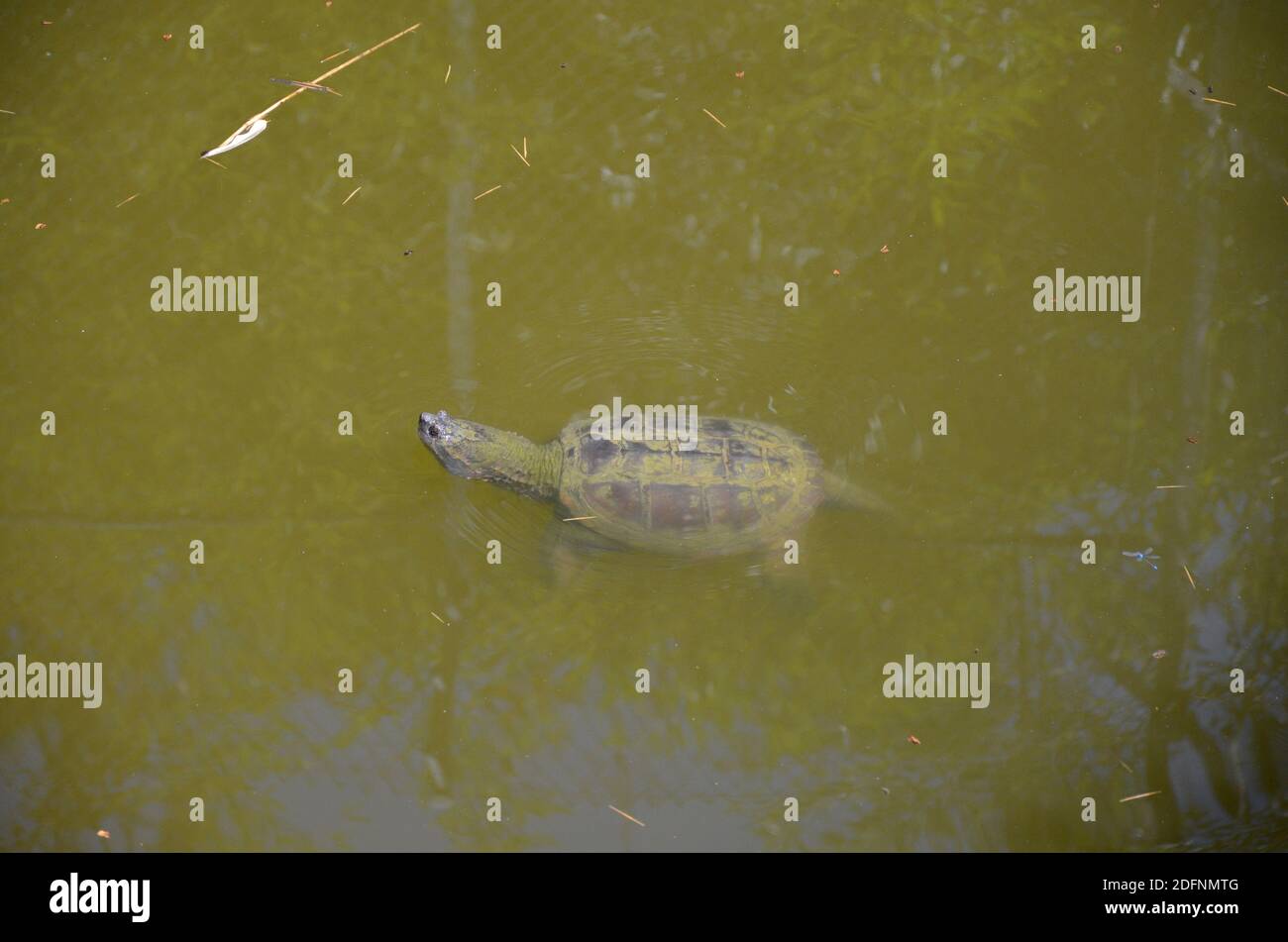 African box turtle hi-res stock photography and images - Alamy