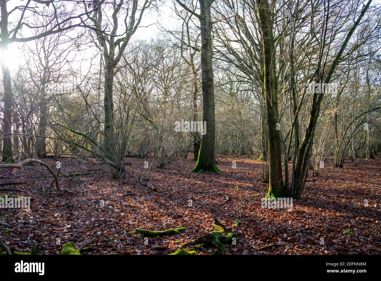 Copse woods hi-res stock photography and images - Alamy