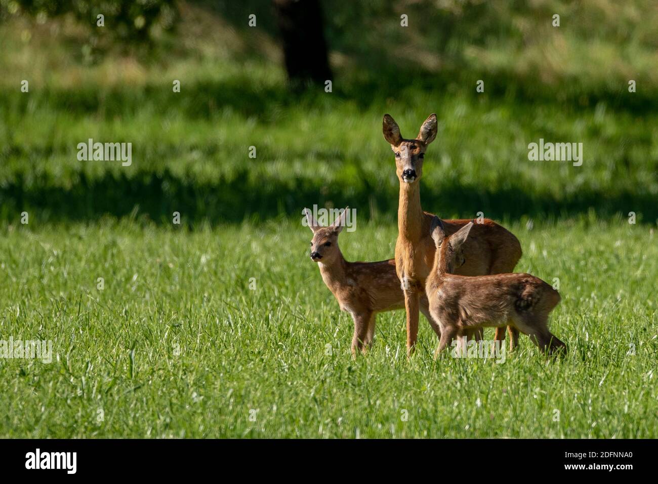 Reh mit zwei hi-res stock photography and images - Alamy