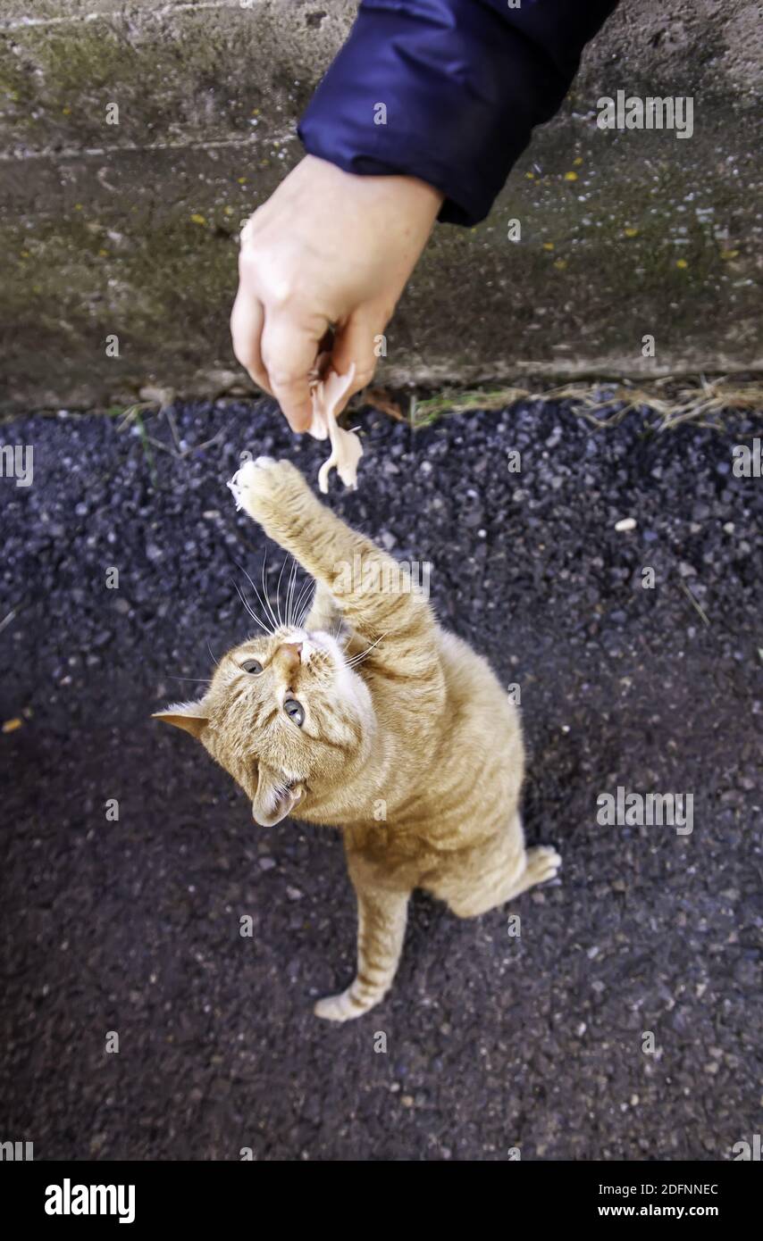 Cat catching food in person's hand, feeding animals, mammals Stock ...