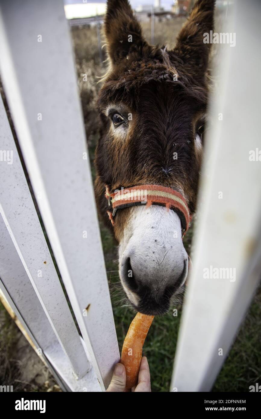 Donkey eating carrot in farm, animals locked up, industry Stock Photo ...