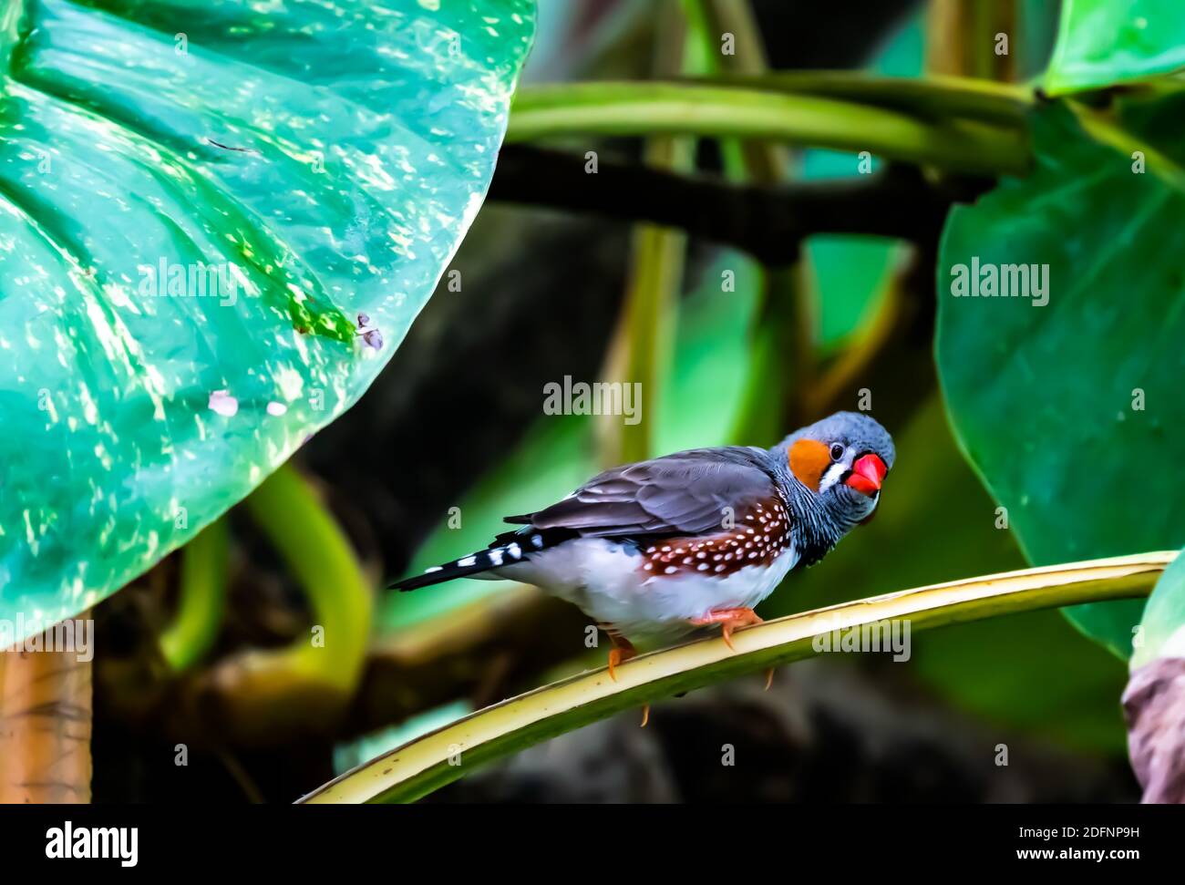 Zebra finch birds in hi-res stock photography and images - Alamy