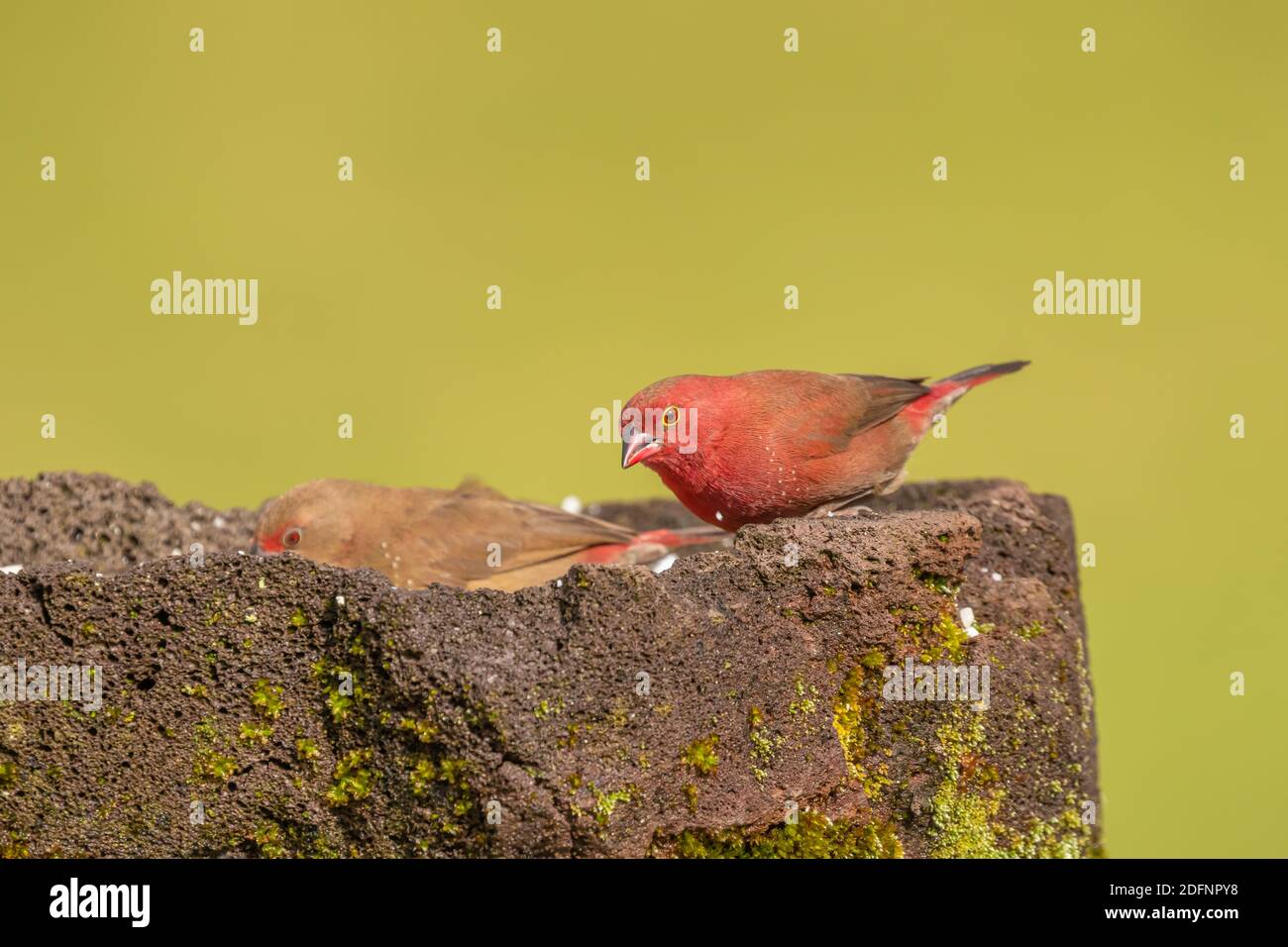 African fire finch bird hi-res stock photography and images - Alamy