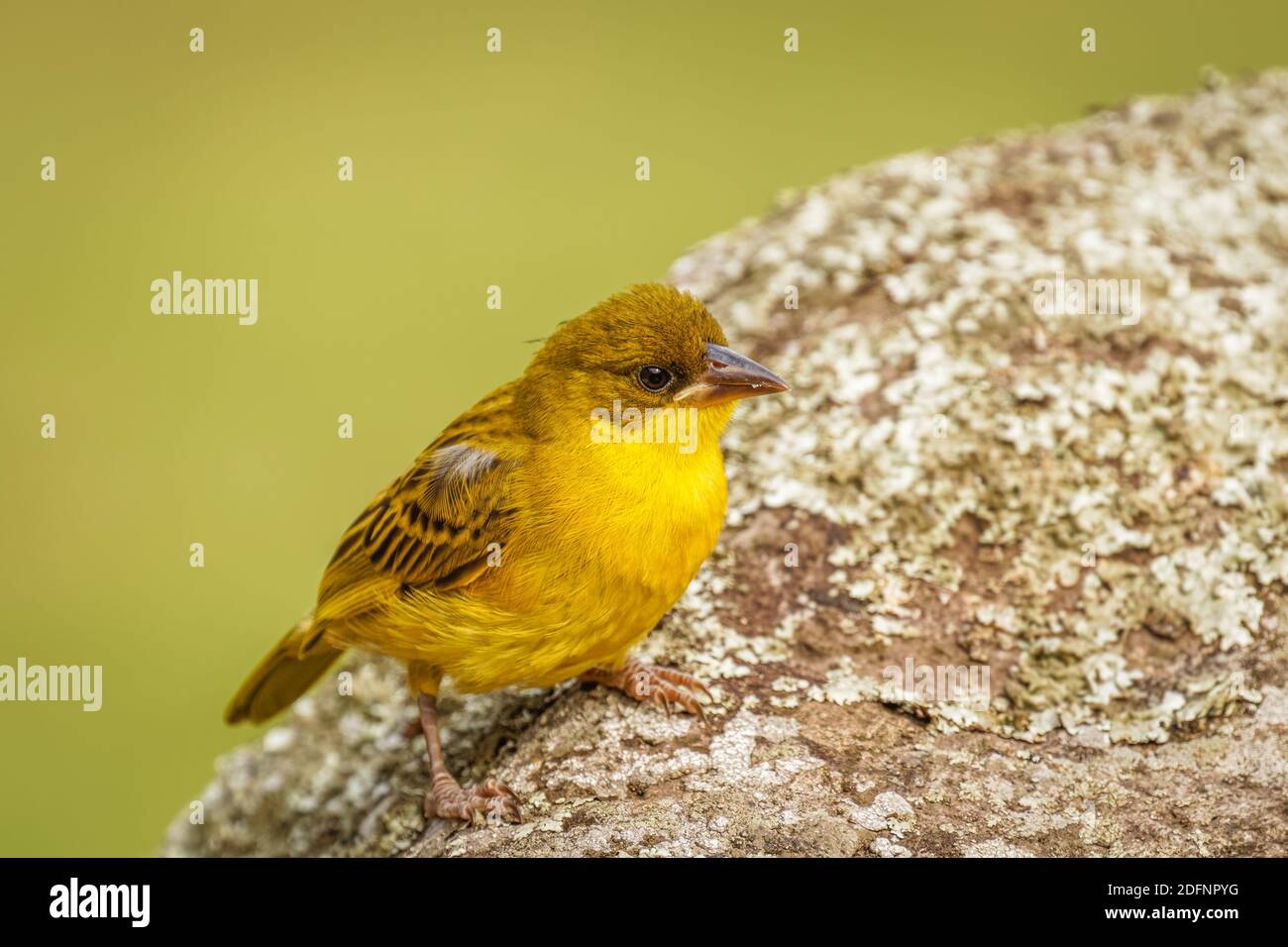 African Weaver Bird, Uganda Stock Photo - Alamy