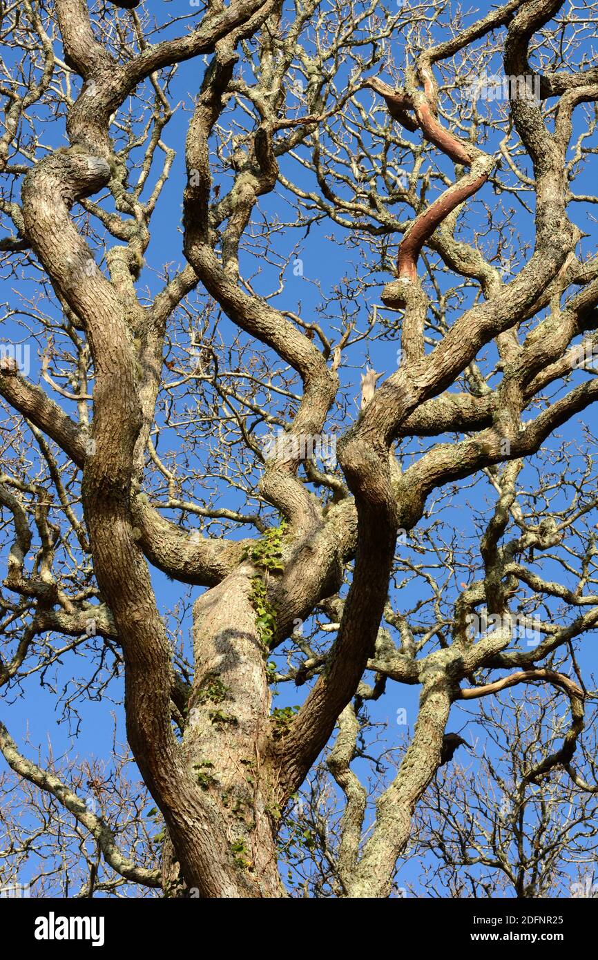 Twisted branches winter hi-res stock photography and images - Alamy