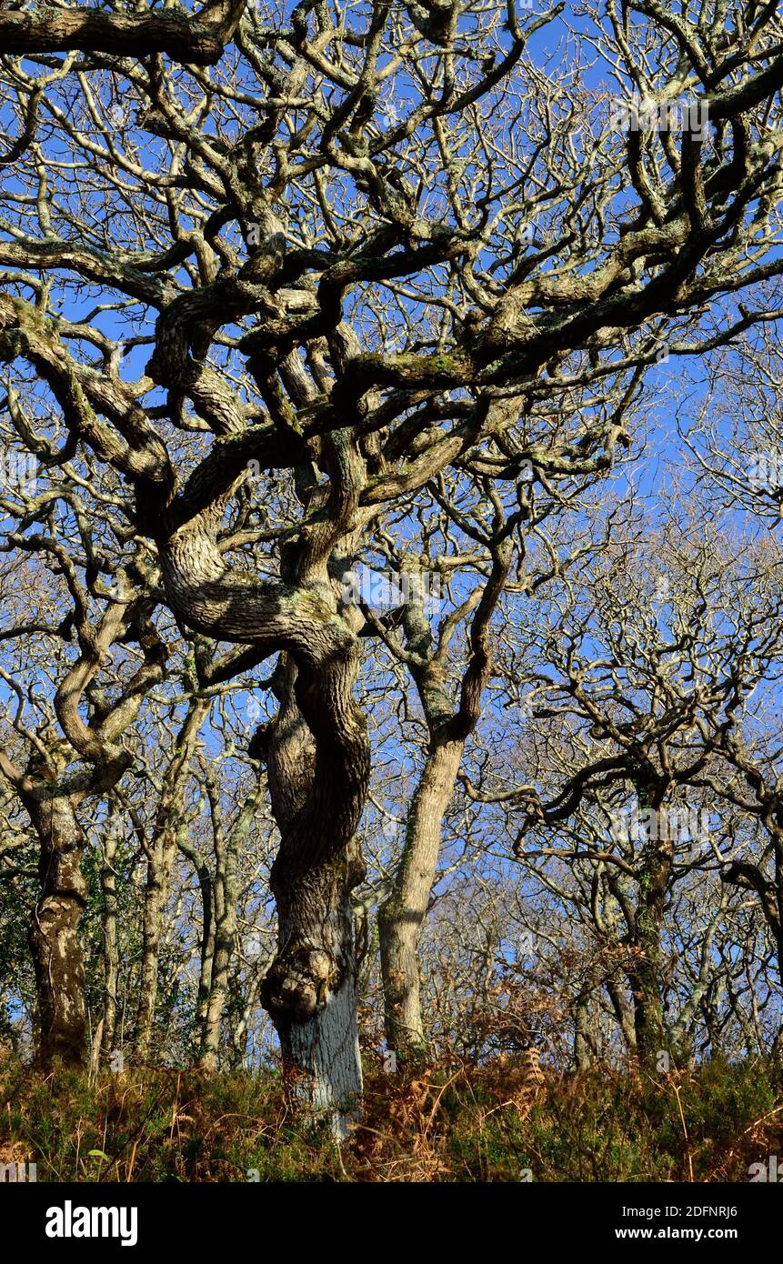 Ancient tree in winter hi-res stock photography and images - Alamy