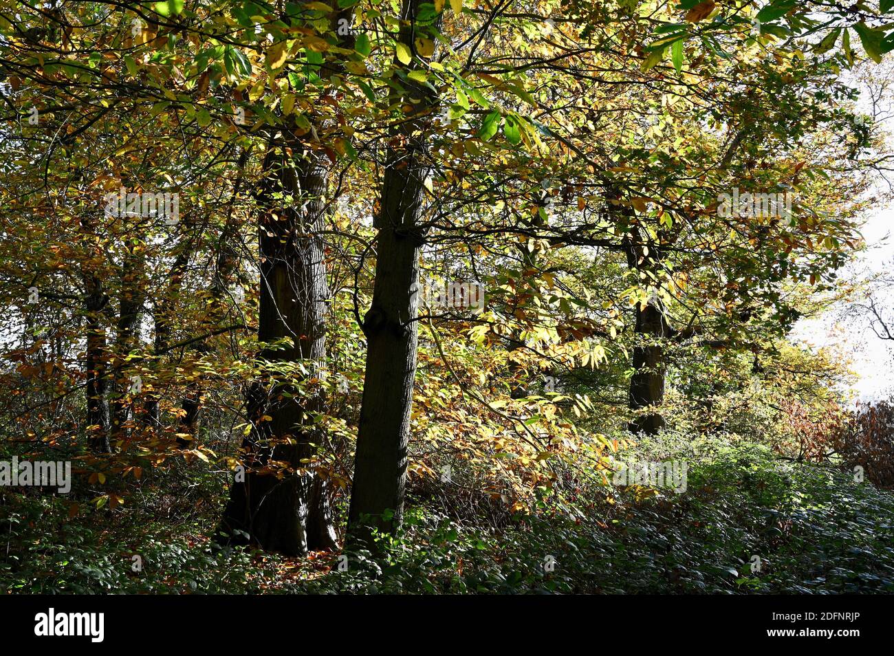 Kent Meadows High Resolution Stock Photography and Images - Alamy