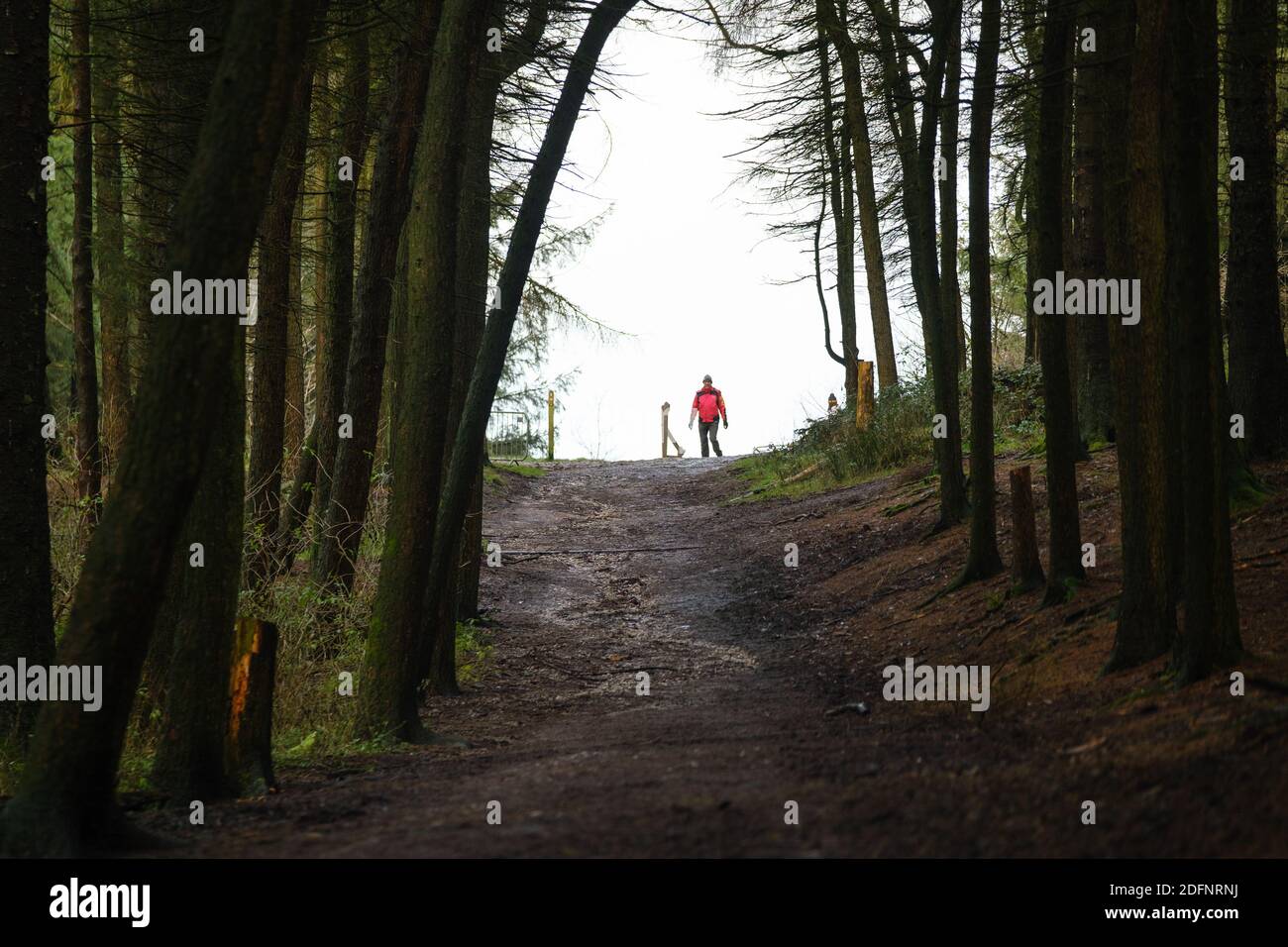 Beacon Fell Country Park and Nature Reserve is on the edge of the ...