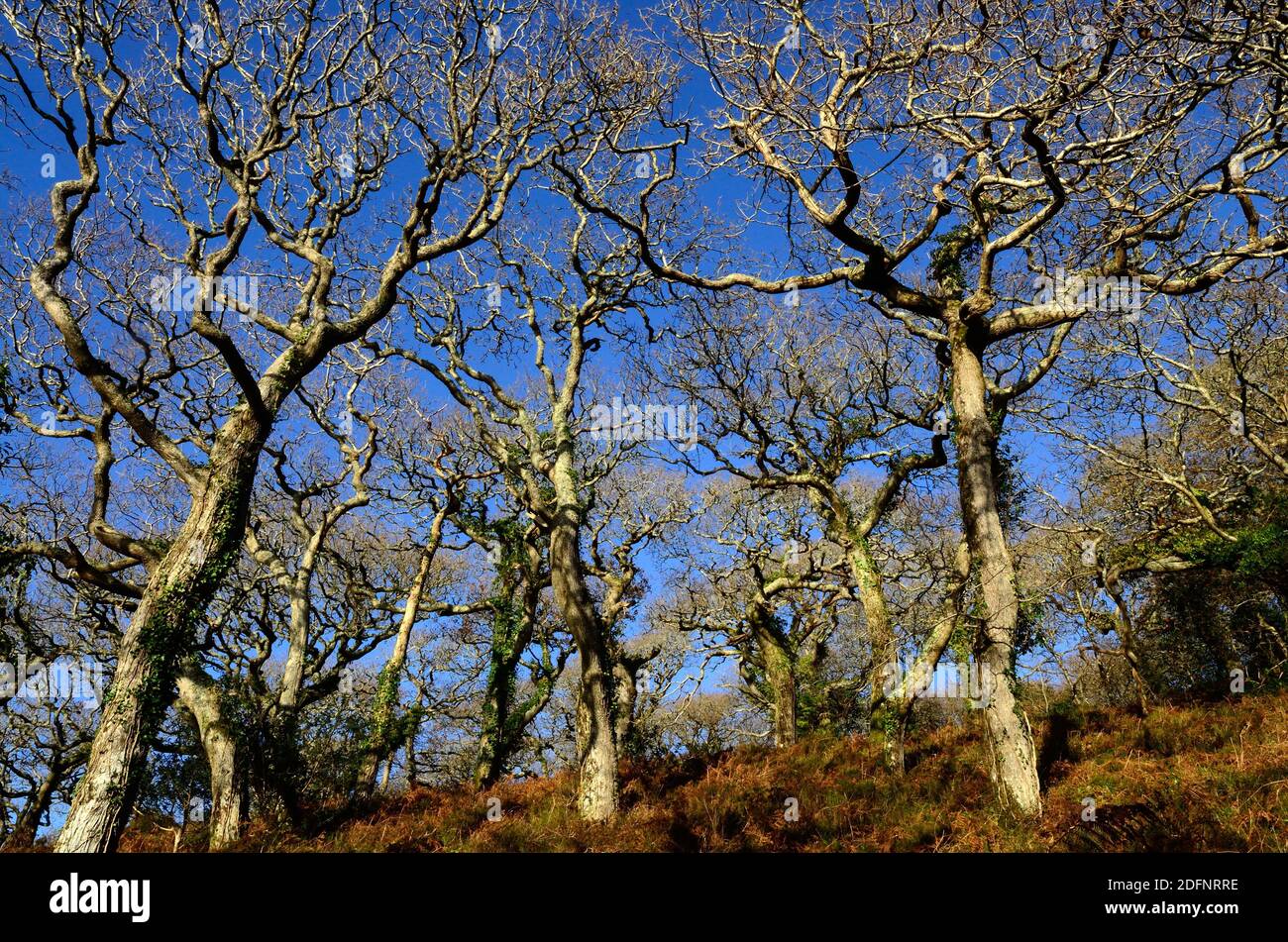 Twisted winter oak trees in an ancient Welsh woodland Lawrenny Ancient ...