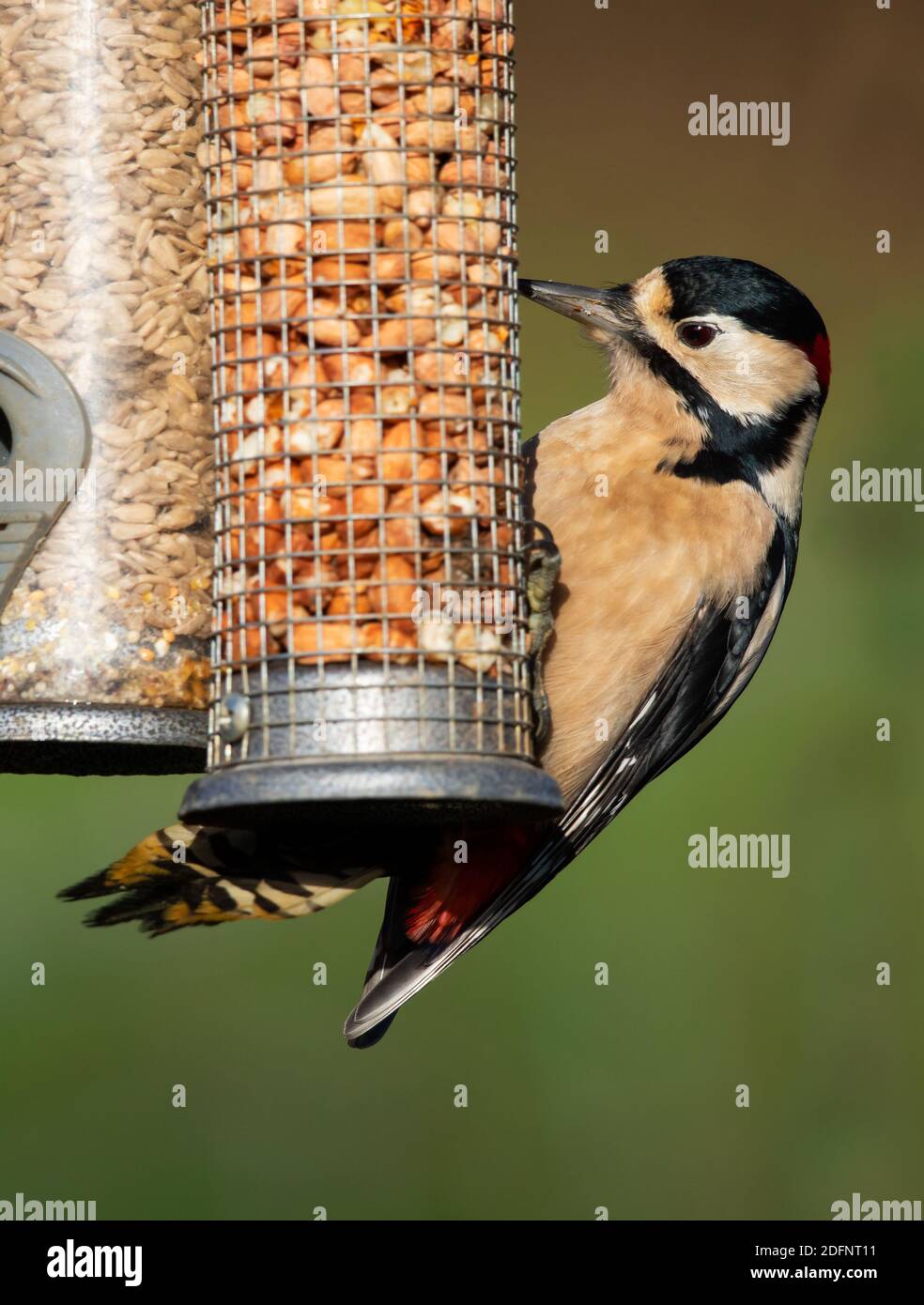 Great Spotted Woodpecker feeding on peanuts from a nut-feeder Stock ...