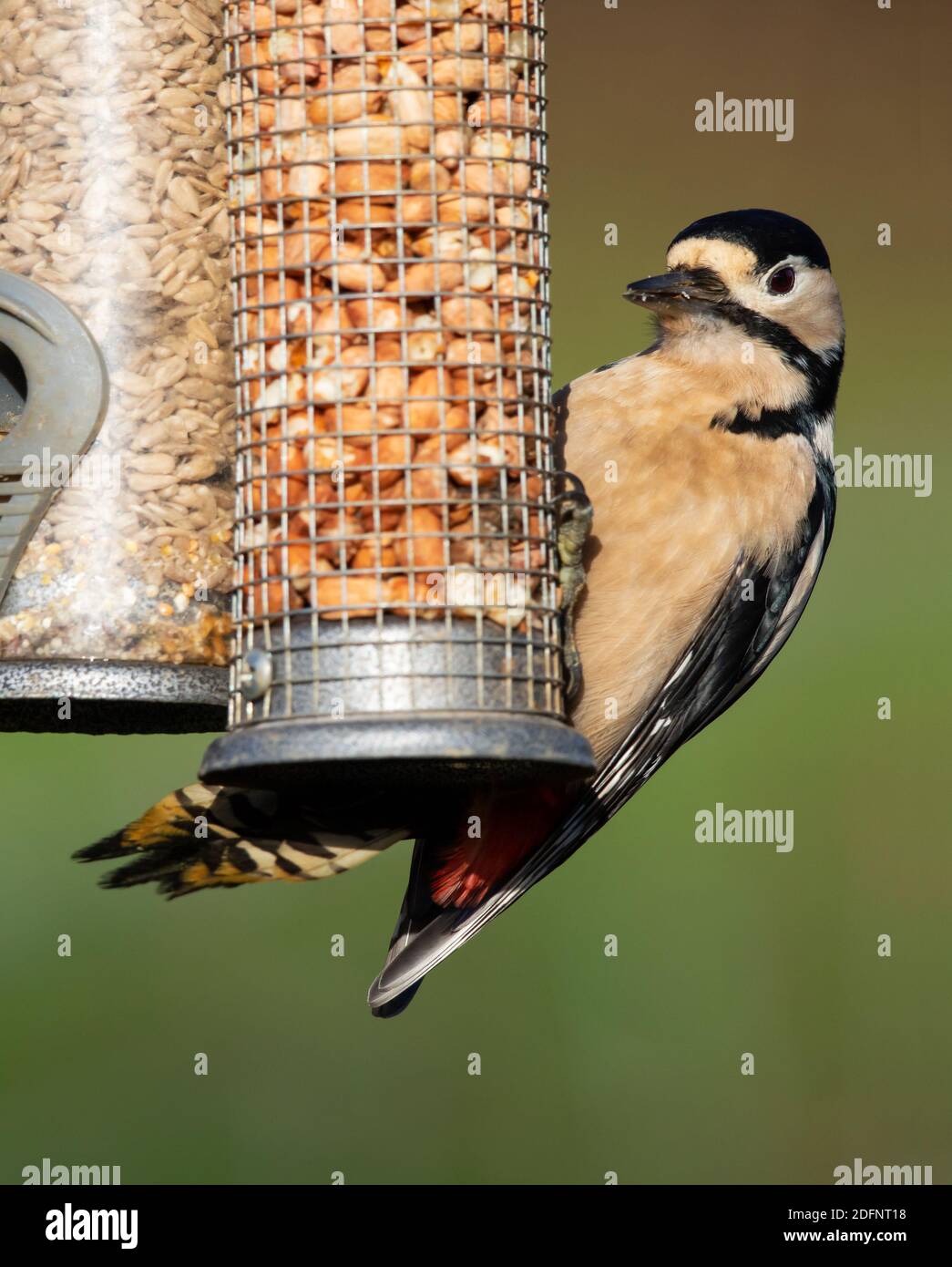 Great Spotted Woodpecker feeding on peanuts from a nut-feeder Stock ...