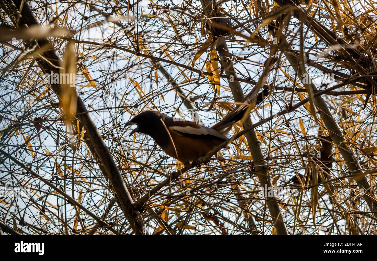 Angry Bird- Real angry bird standing and looking at the camera Stock ...