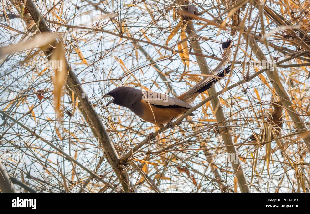 Angry Bird- Real angry bird standing and looking at the camera Stock ...