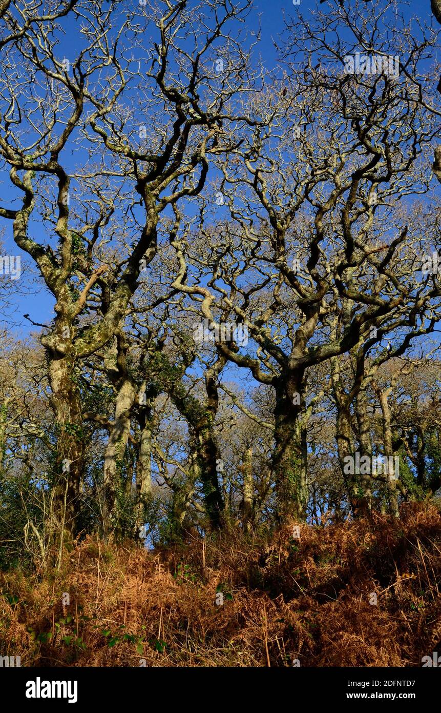 Twisted winter oak trees in an ancient Welsh woodland Lawrenny Ancient ...