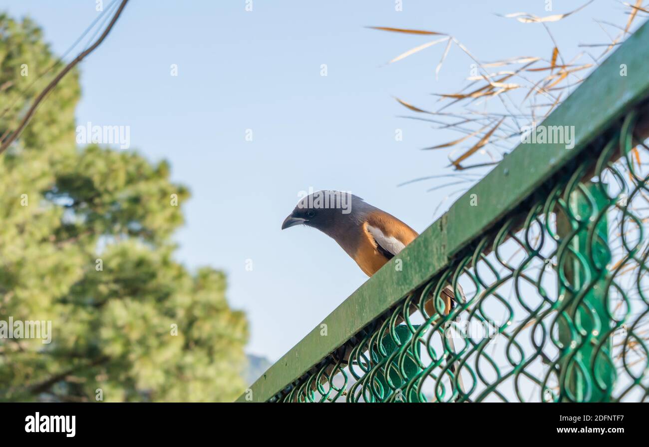 Angry Bird- Real angry bird standing and looking at the camera Stock ...