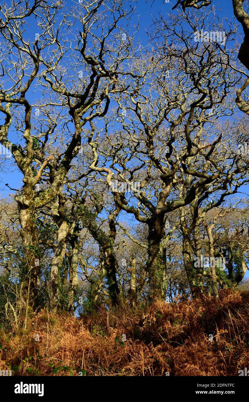 Welsh oak woods hi-res stock photography and images - Alamy