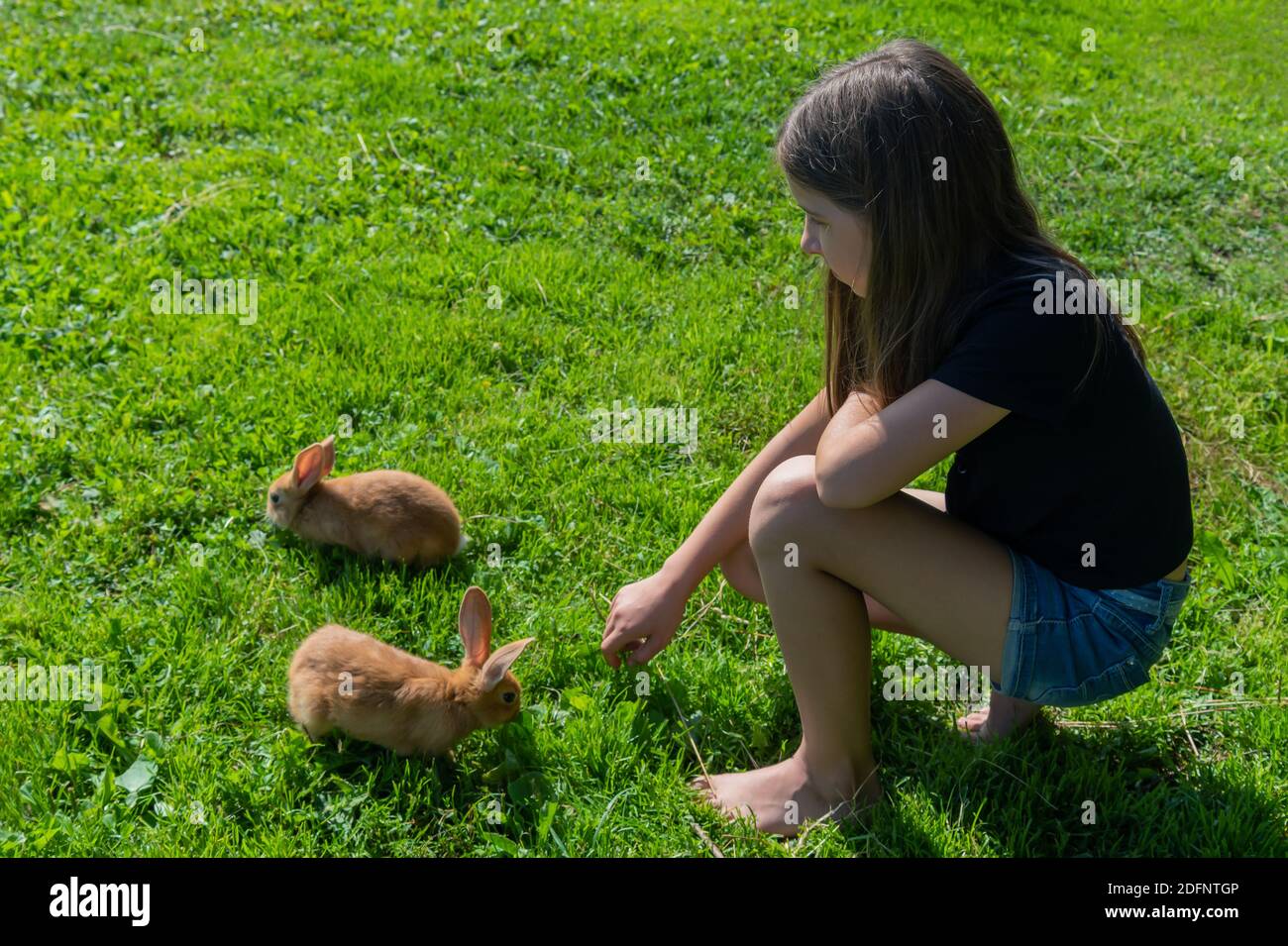 Red Rabbits High Resolution Stock Photography and Images - Alamy