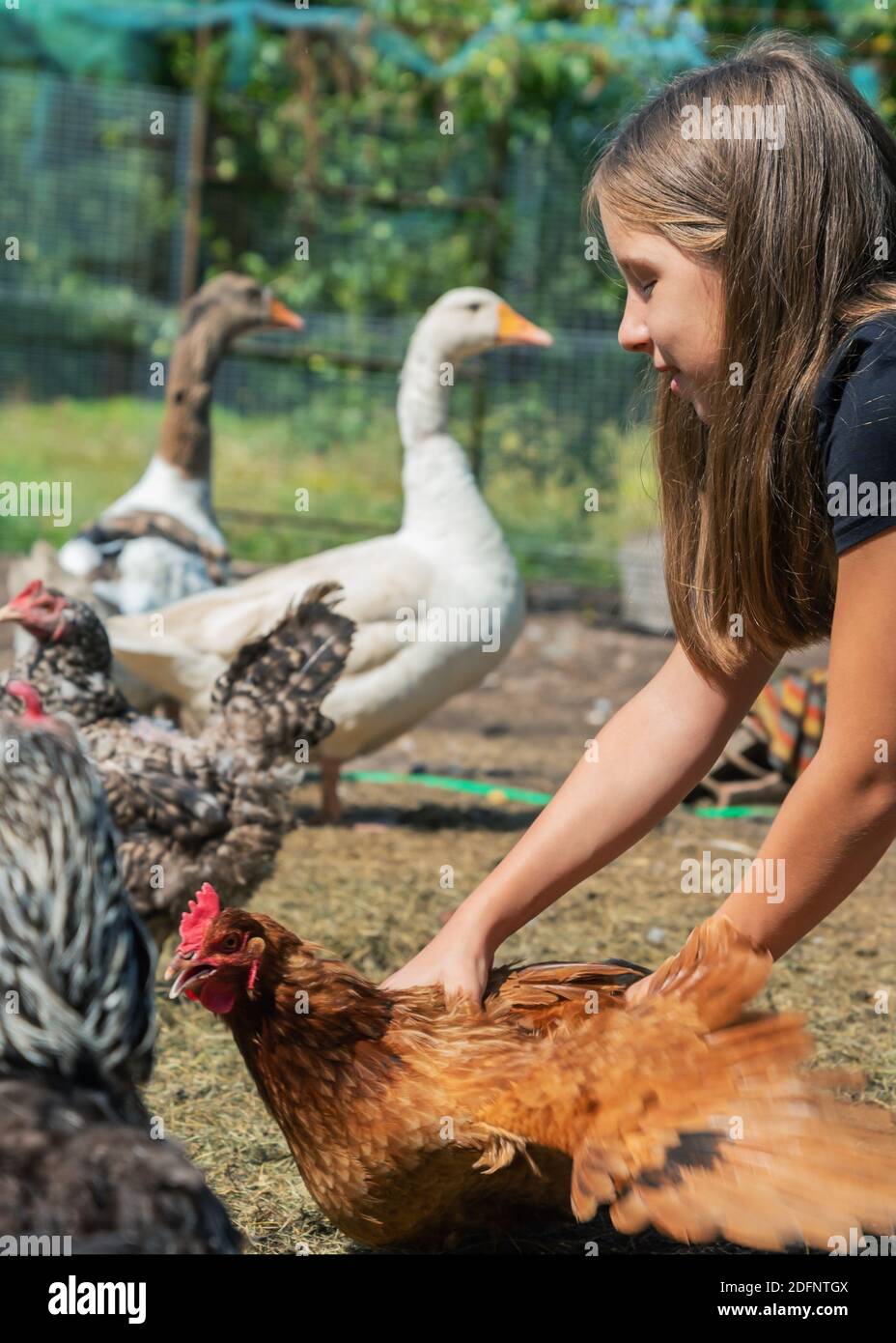 Girl catching hen on countryside Stock Photo - Alamy