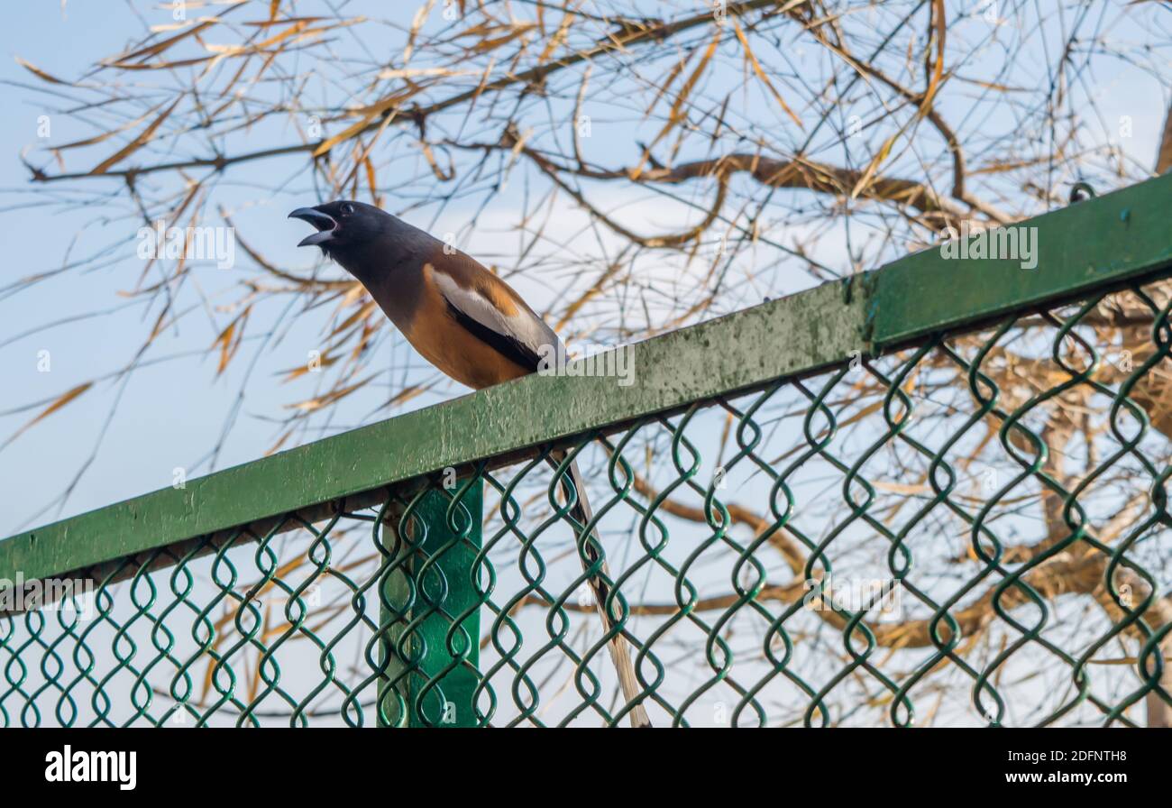 Angry Bird- Real angry bird standing and looking at the camera Stock ...