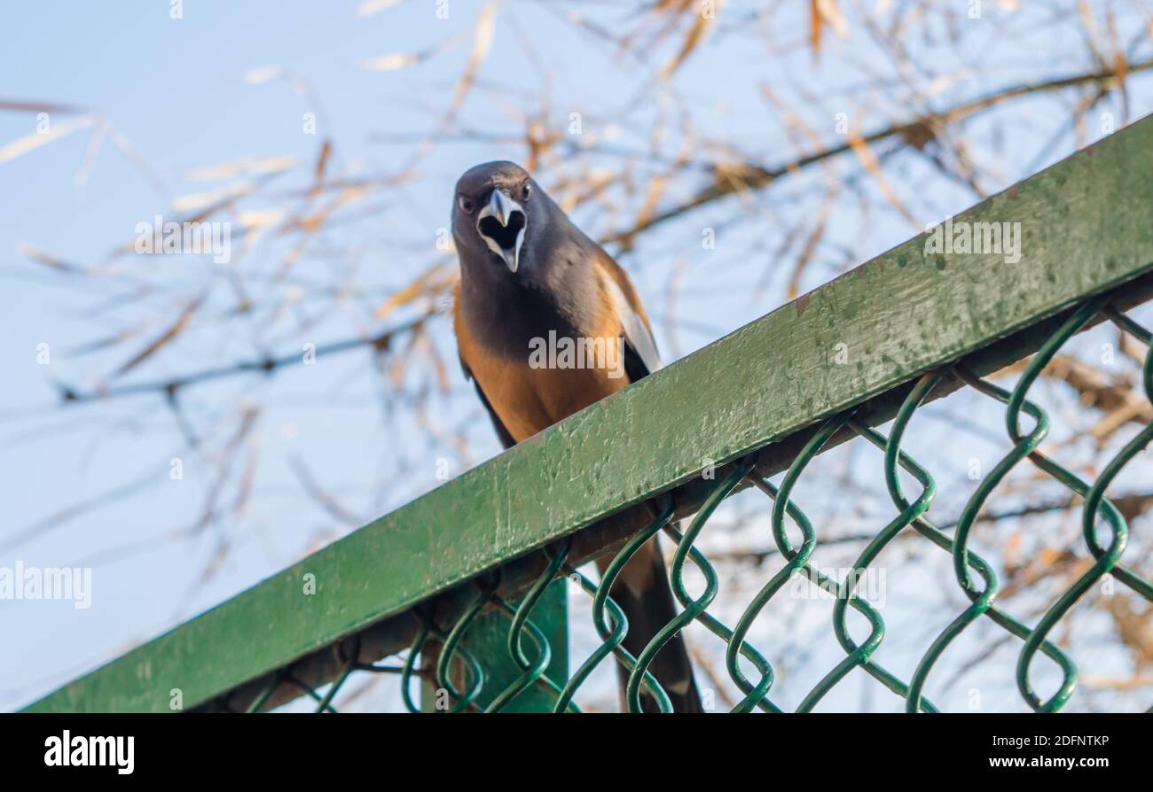 Angry Bird- Real angry bird standing and looking at the camera Stock ...