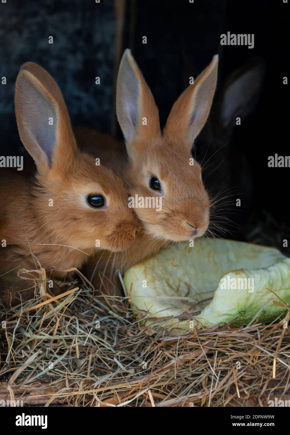 Rabbit parasite hi-res stock photography and images - Alamy
