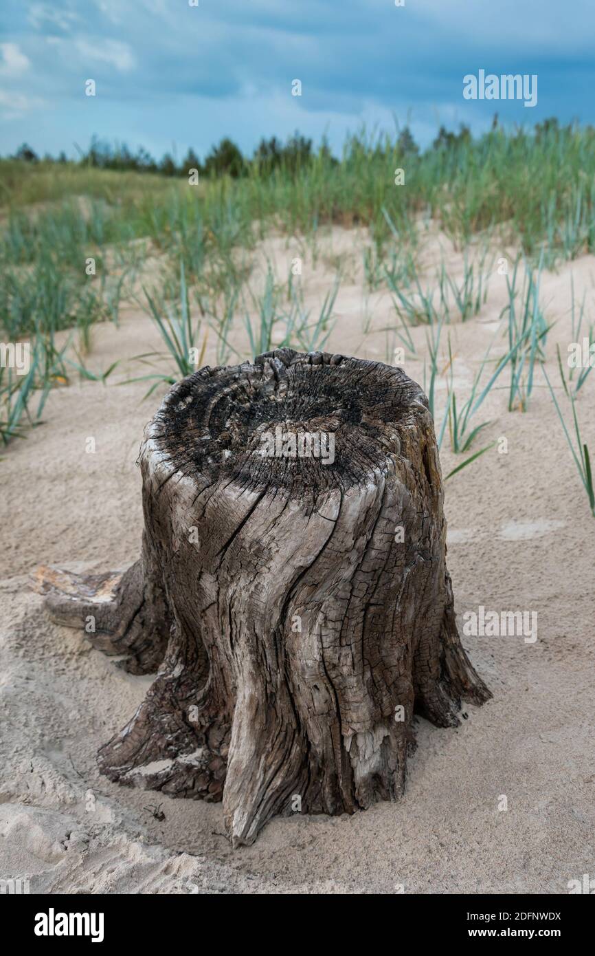 Old stump on the beach Stock Photo - Alamy