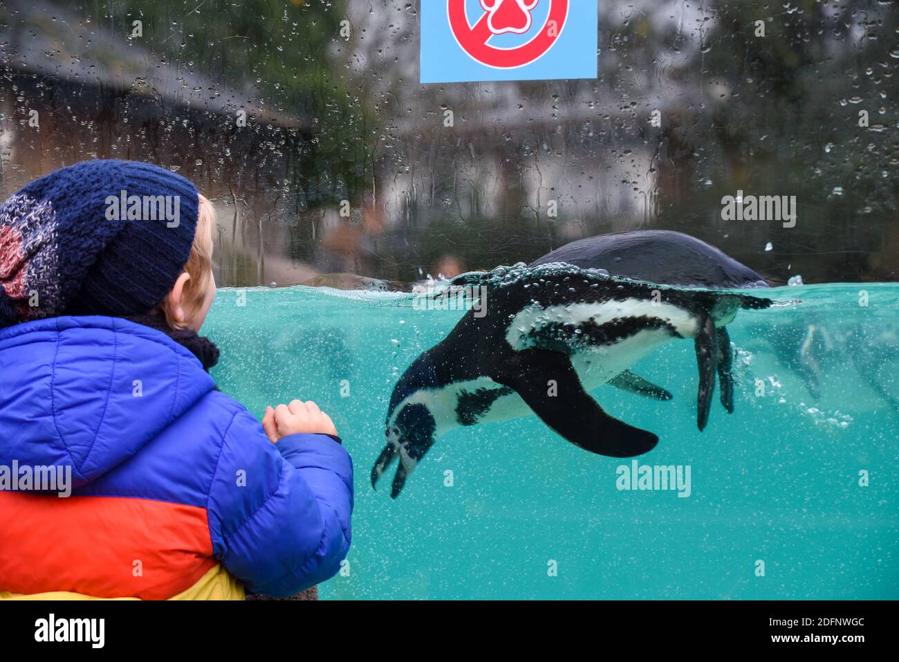 Child underwater animal zoo hi-res stock photography and images - Alamy