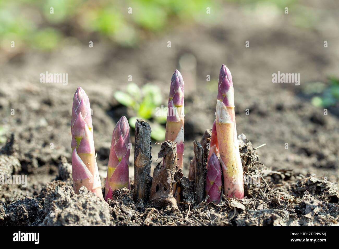 Young organic asparagus grows in a vegetable garden. useful and ...