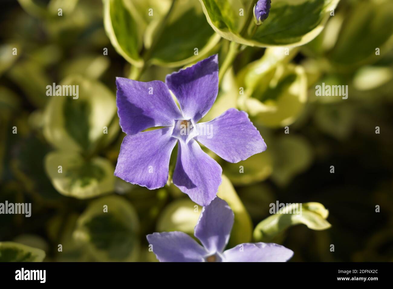 variegated, evergreen shrub the greater periwinkle with beautiful Large ...