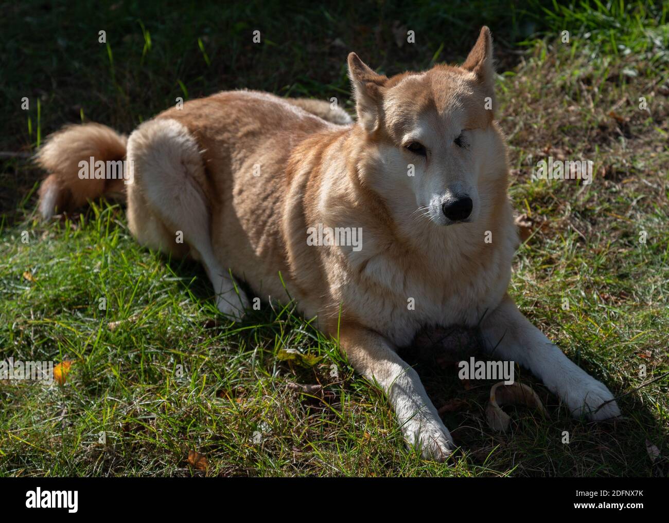 Health dog with one eye in countryside Stock Photo - Alamy
