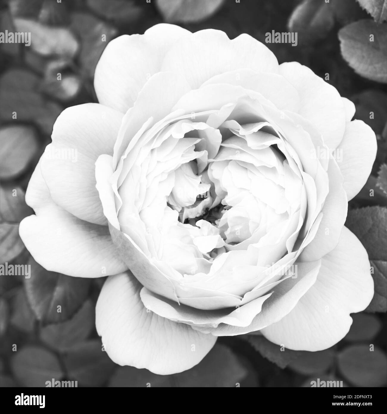 Variety flower white background Black and White Stock Photos & Images ...