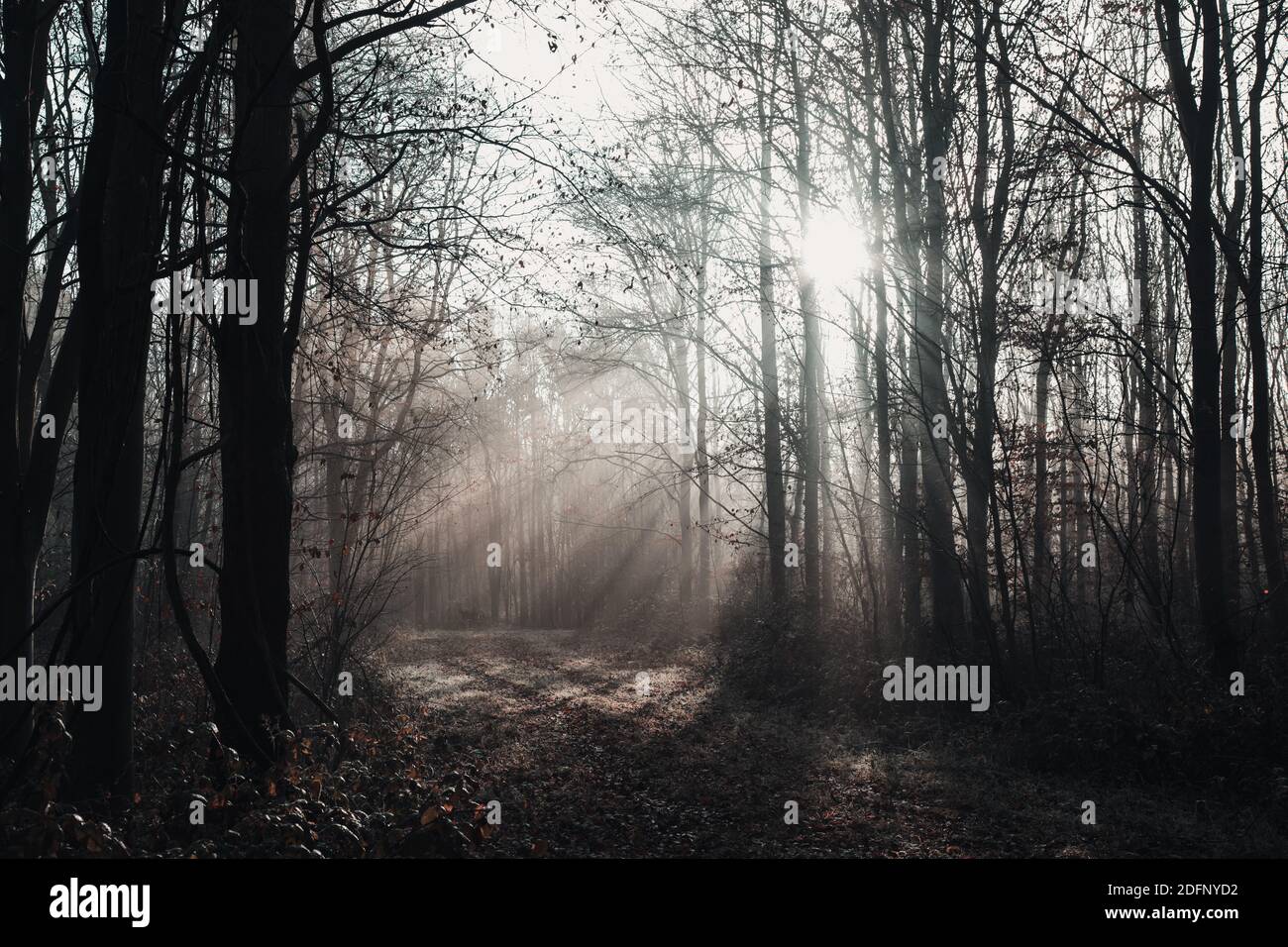 Sun beams rays of light breaking through trees Stock Photo - Alamy