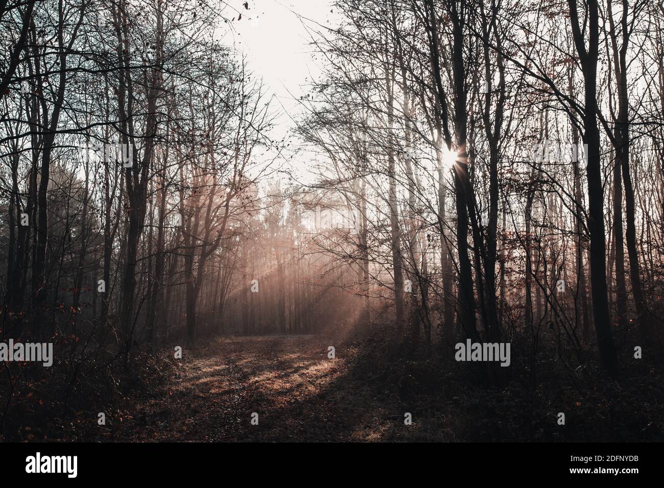 Sun beams rays of light breaking through trees Stock Photo - Alamy