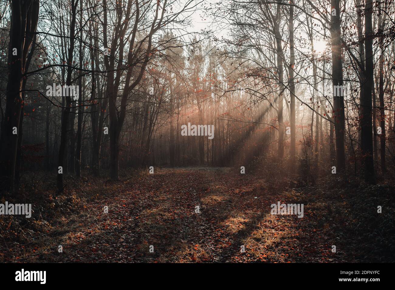 Sun beams rays of light breaking through trees Stock Photo - Alamy
