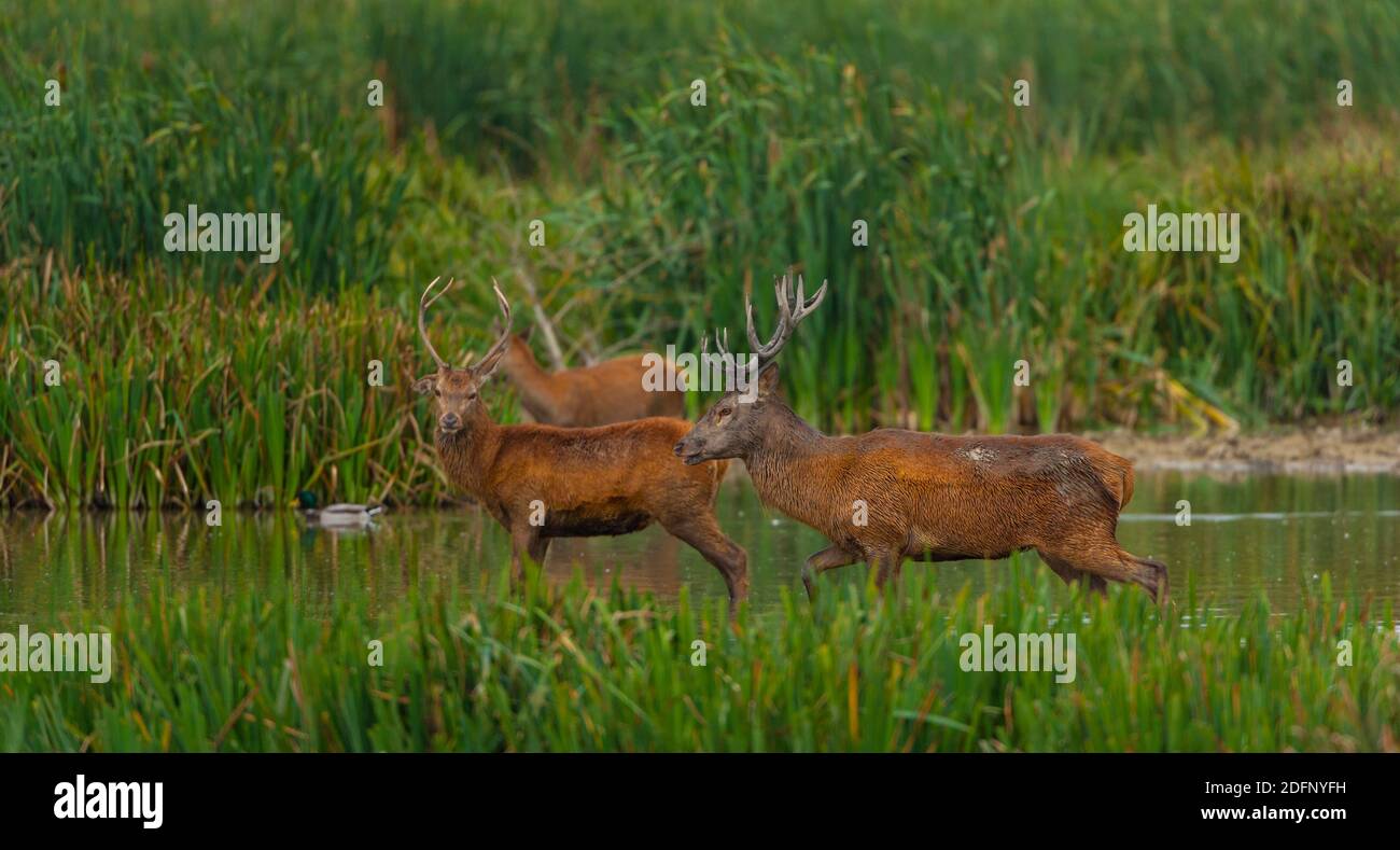 RED DEER - CIERVO COMUN O ROJO (Cervus elaphus Stock Photo - Alamy
