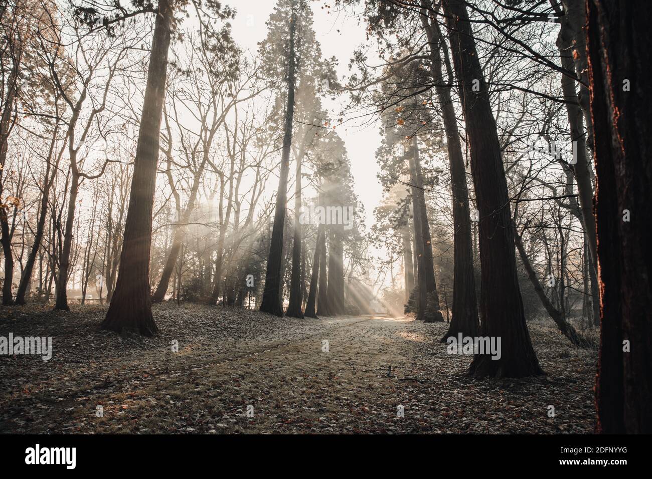 Tall trees in winter woods hi-res stock photography and images - Alamy