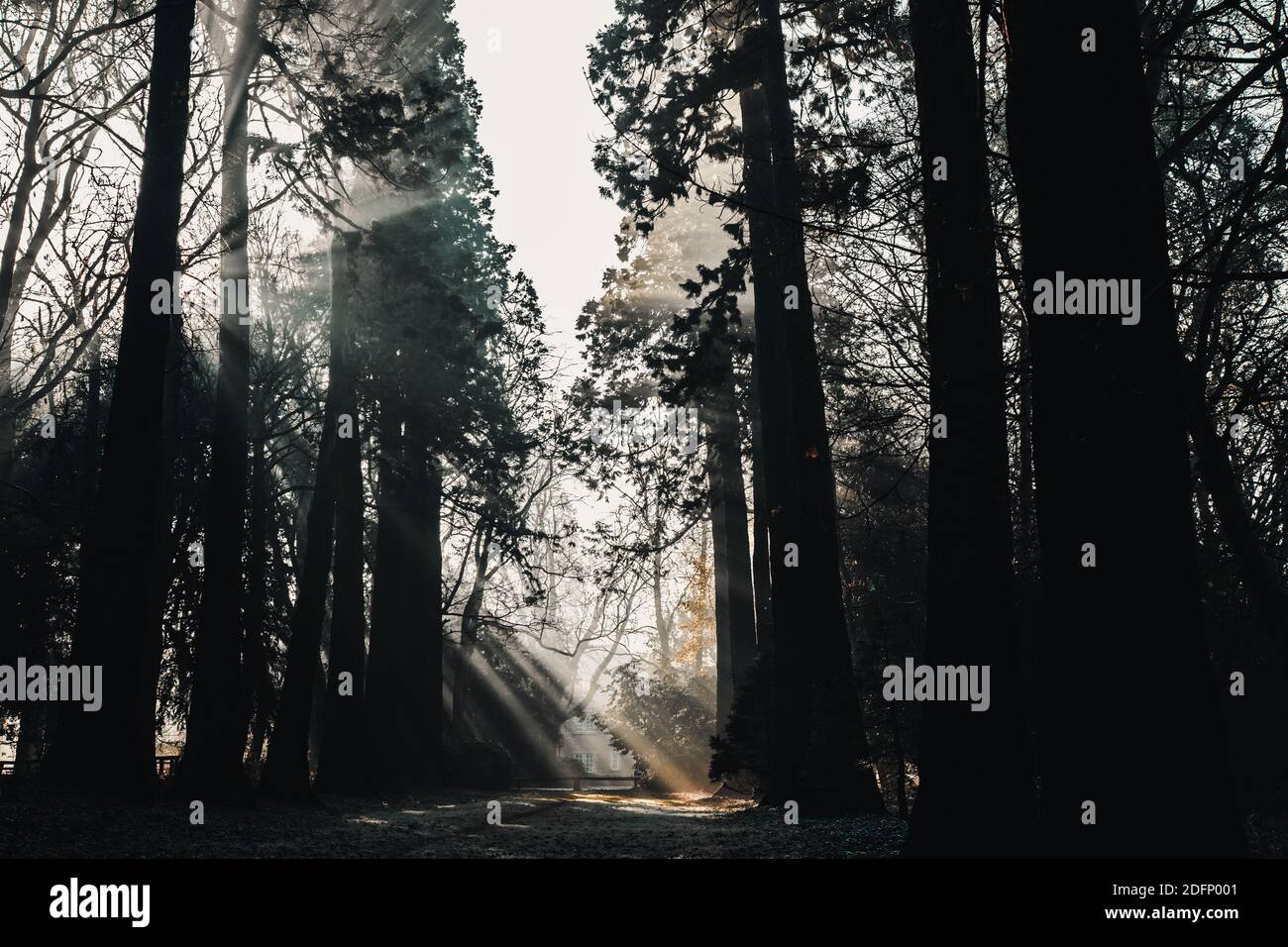 Sycamore tree winter hi-res stock photography and images - Alamy