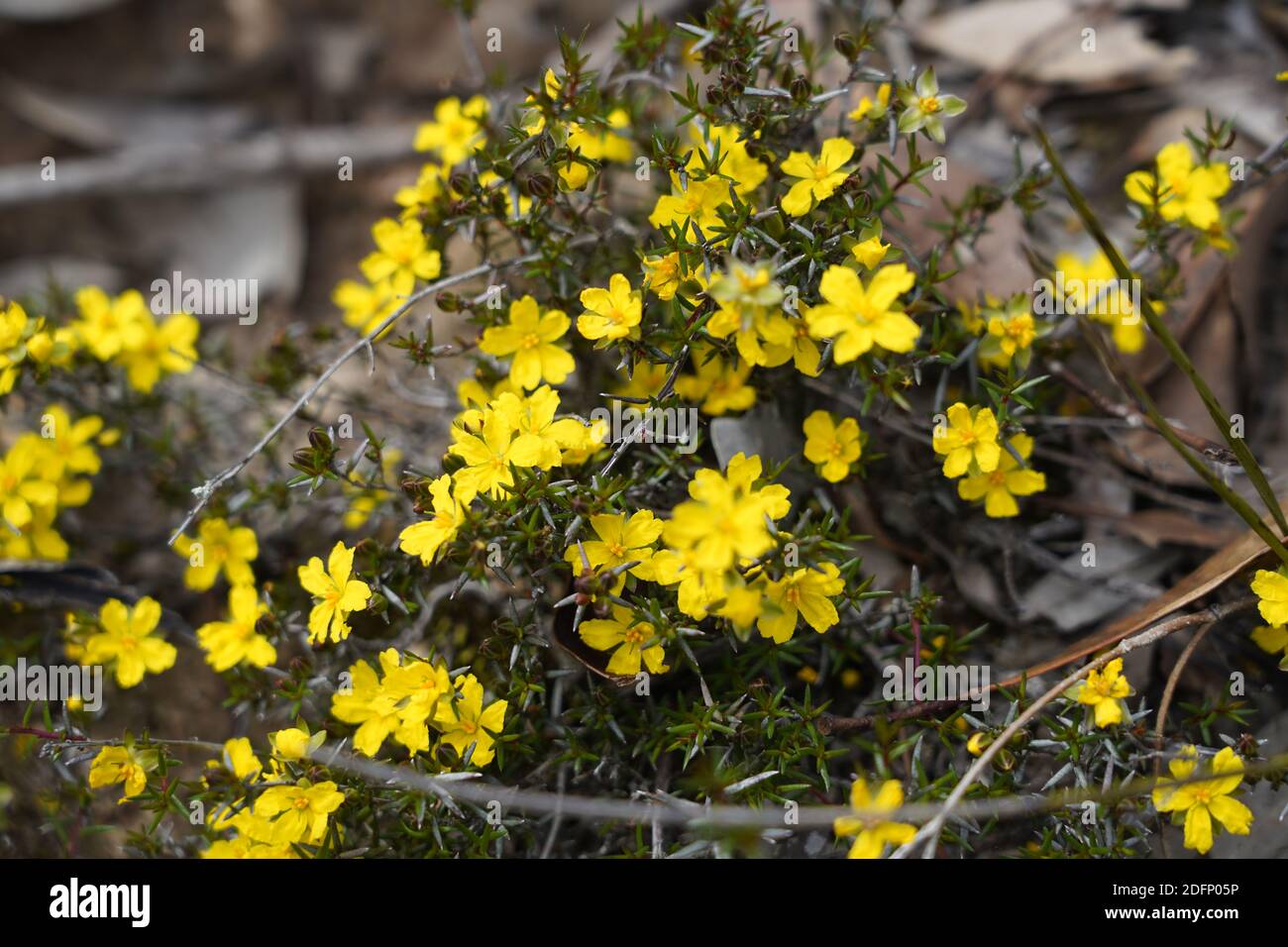 Sunshine flower of the Hibbertia riparia shrub Stock Photo - Alamy