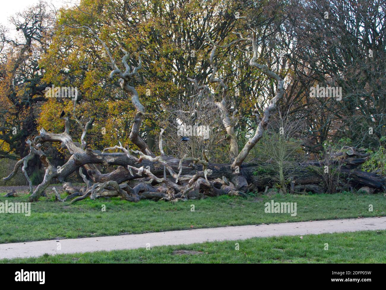 Fallen Oregon White Oak Trees, Quercus Garryana. .Kenwood House ...