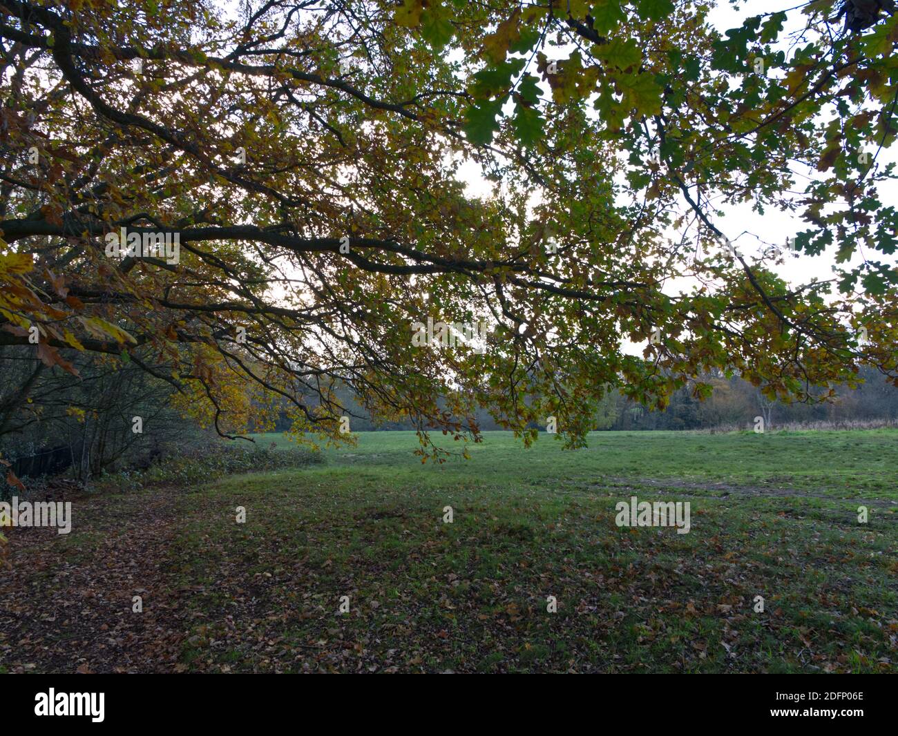 English Oak, Oak Trees, Quercus Robur. Kenwood House, Hampstead, London ...