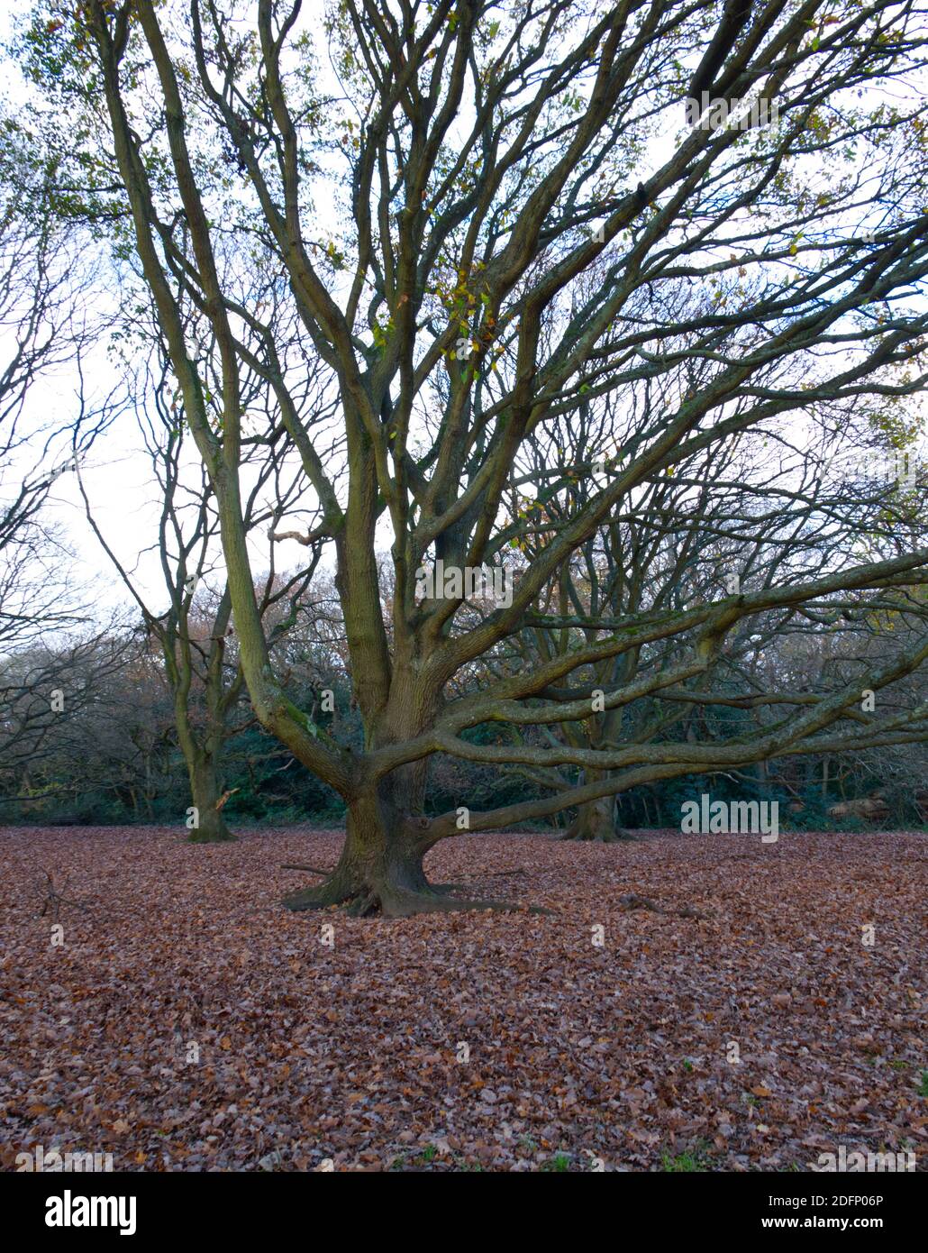 Turkey Oak Trees, Quercus.Kenwood House, Hampstead, London. Stately ...