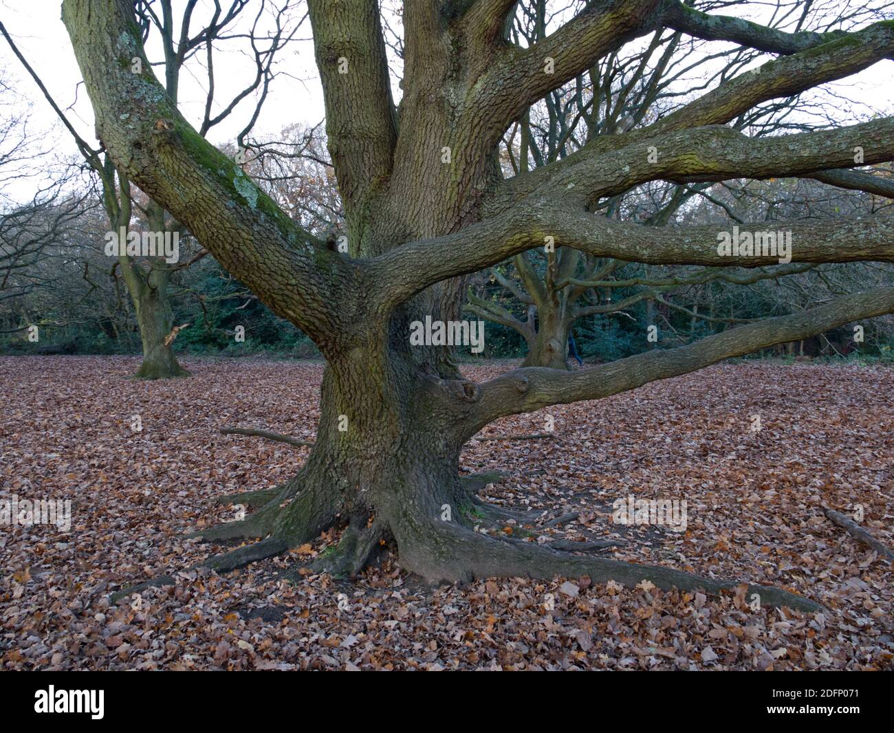 Oak Trees, Quercus.Kenwood House, Hampstead, London. Stately home ...