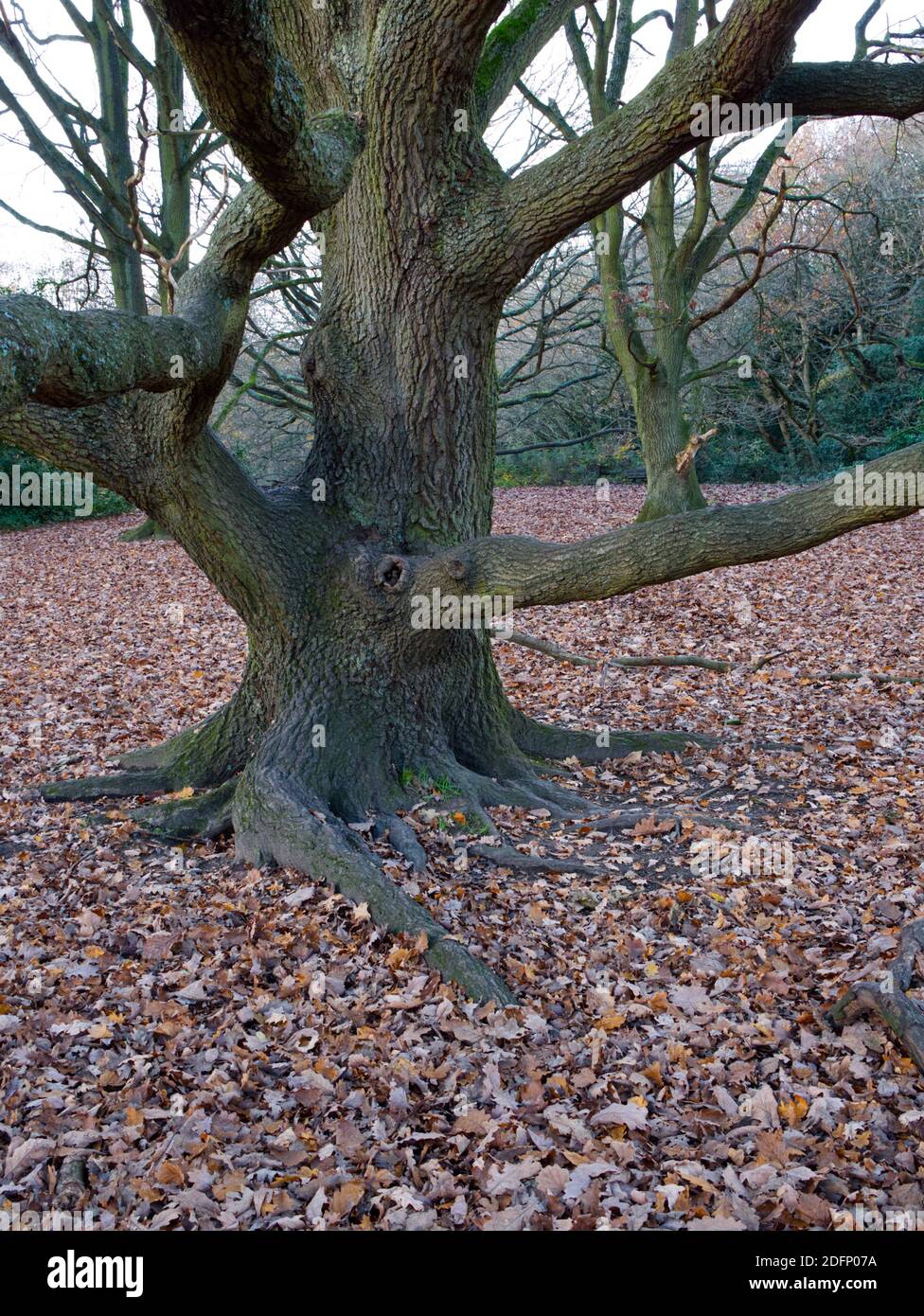 Oak Trees, Quercus.Kenwood House, Hampstead, London. Stately home ...