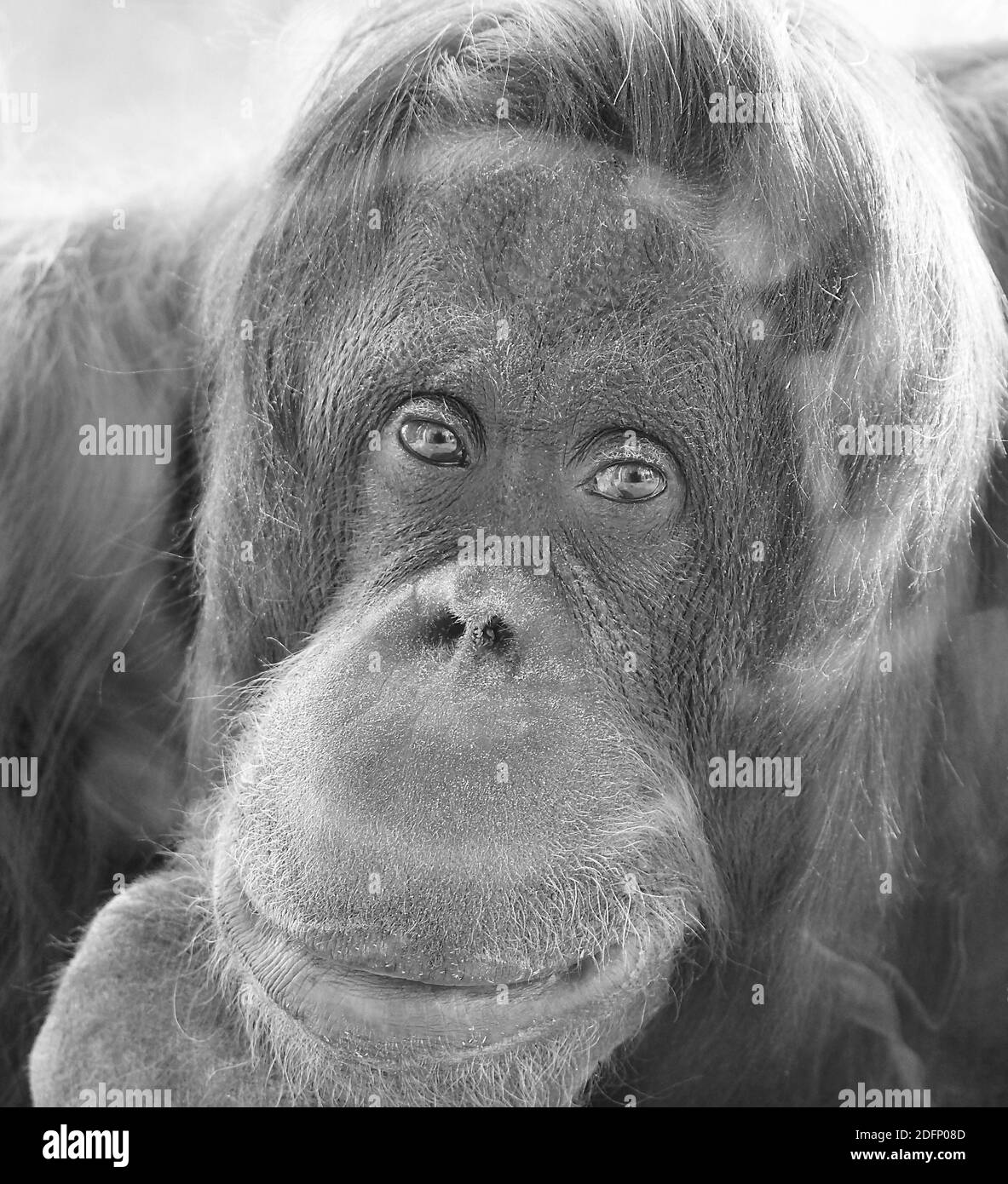 a vertical grayscale shot of a monkey portrait Stock Photo - Alamy