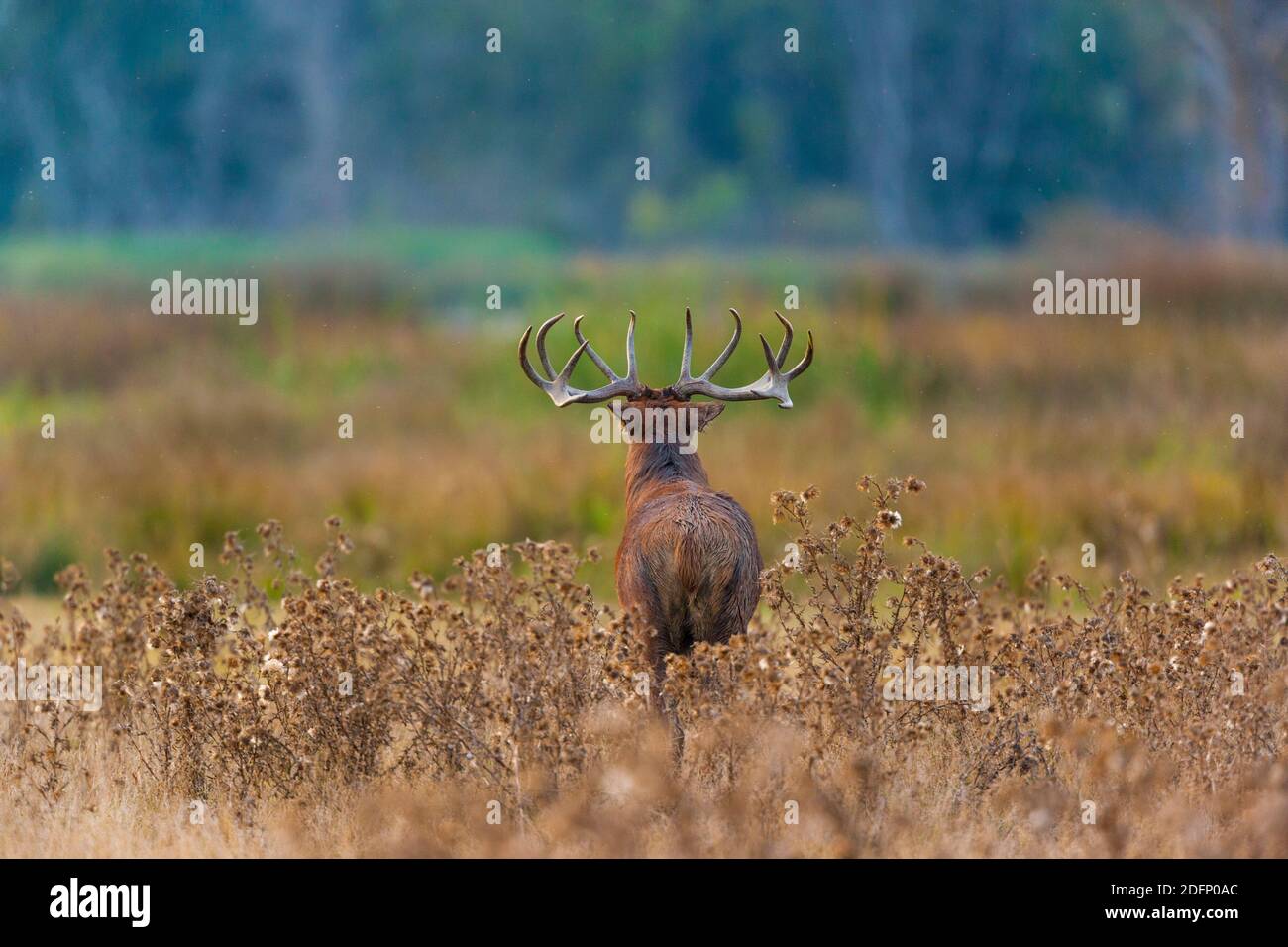 RED DEER - CIERVO COMUN O ROJO (Cervus elaphus Stock Photo - Alamy