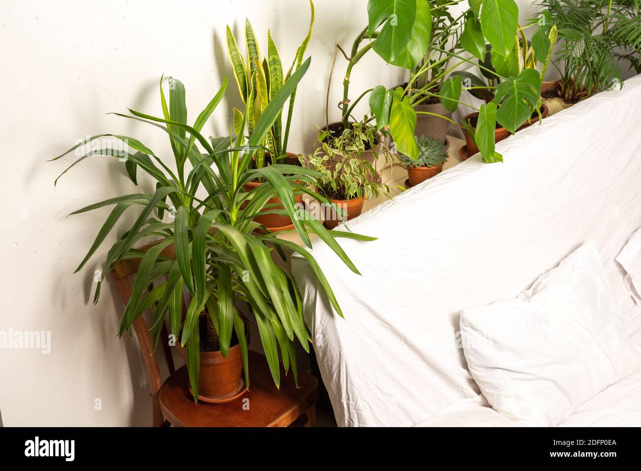 Green house plants behind the sofa, part of the interior, healthy space ...