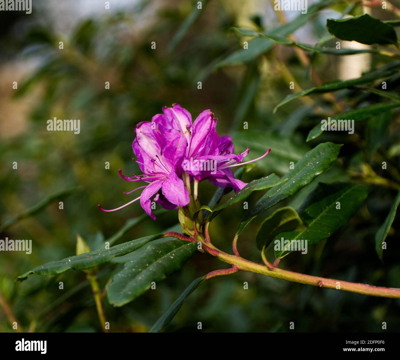 Purple Rhododendron Bush, Rhododendron Ponticum, Azaleas, Pontic ...