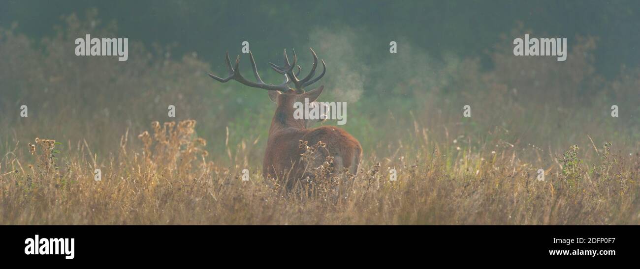 RED DEER - CIERVO COMUN O ROJO (Cervus elaphus Stock Photo - Alamy