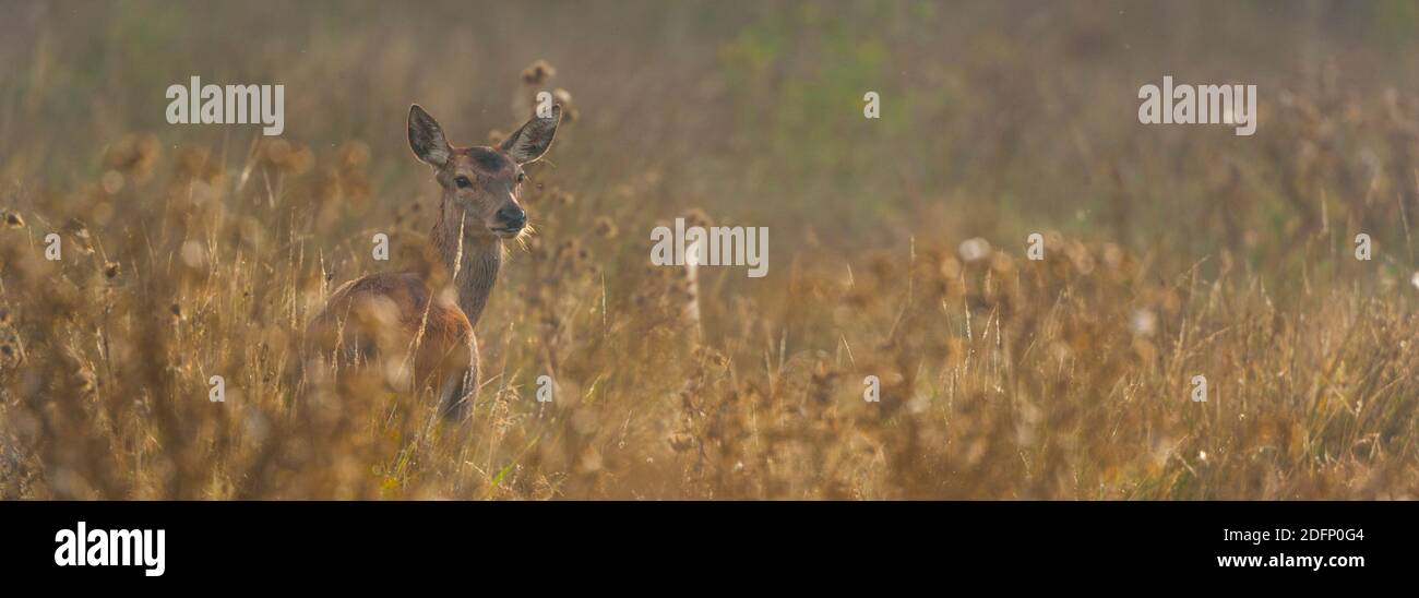 RED DEER - CIERVO COMUN O ROJO (Cervus elaphus Stock Photo - Alamy