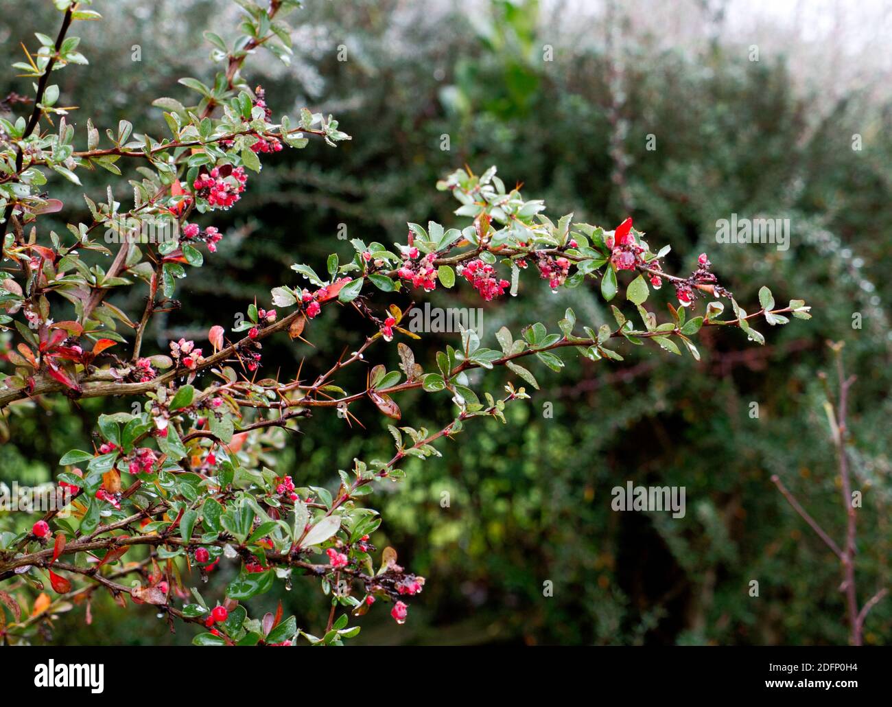 Resplendent Japanese Red Barberry. Berberis Thunbergii, Hedgerow ...